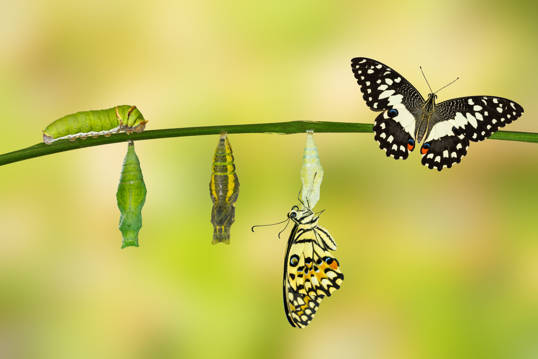 The Journey Of Transformation Begins Now